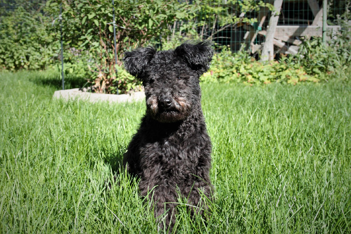 Asta :: Curly Shepherd's