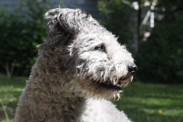 Freya :: Curly Shepherd's